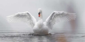 Zwanen soorten Informatie